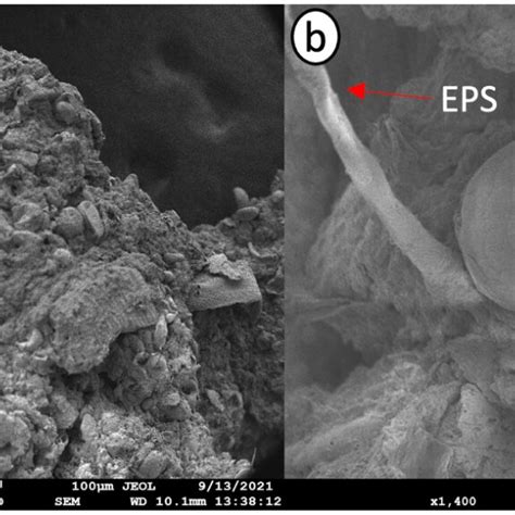 A Overview Of Microalgae Bacteria Aerobic Granular Sludge B Eps And Download Scientific