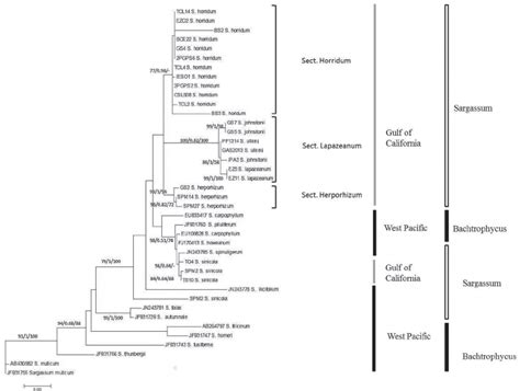maximum likelihood tree of sargassum inferred from cox 3 ml bpp mp