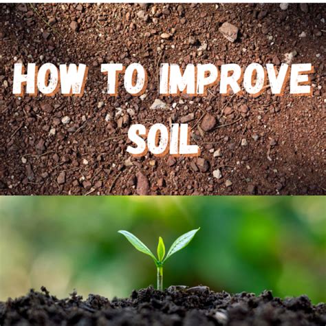 How To Improve Soil Aces Garden