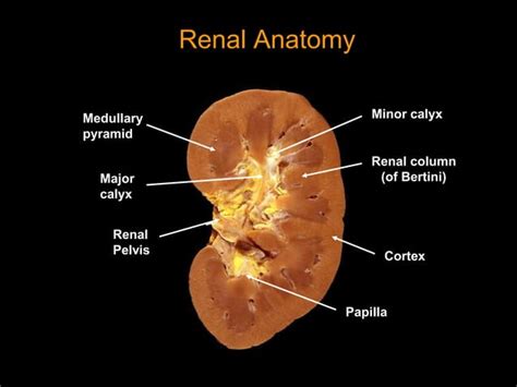Renal Pathology I Ppt