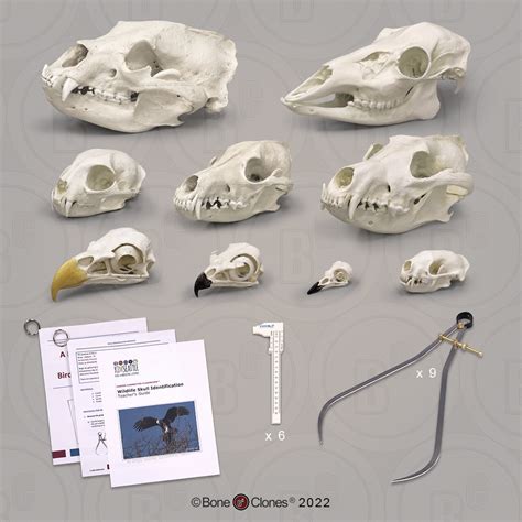 Wildlife Skull Identification Forensic Set Kimseattle