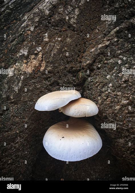 Wild Mushroom Veiled Oyster Mushroom Pleurotus Dryinus Growing On A