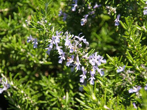 Rosmarinus Officinalis Collingwood Ingram Semi Prostrate Rosemary
