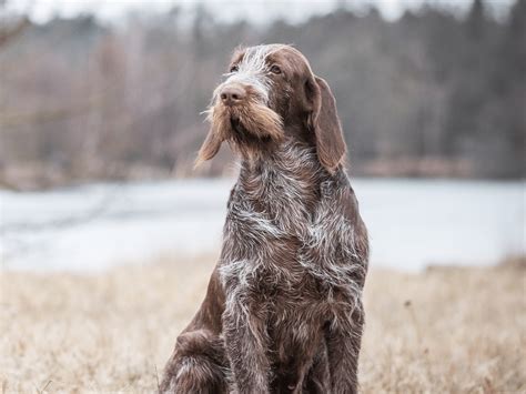 Spinone Italiano Veelzijdige Jachthond Vriendelijk And Ruig
