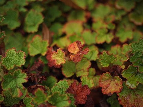 Creeping Raspberry Creeping Raspberry Raspberry Plants