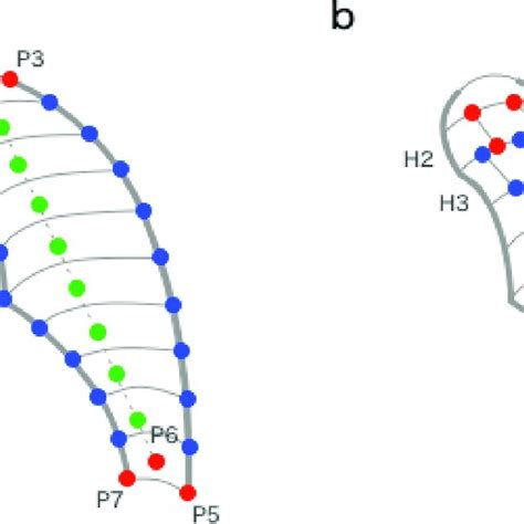 Segmentation Of The Lungs Download Scientific Diagram