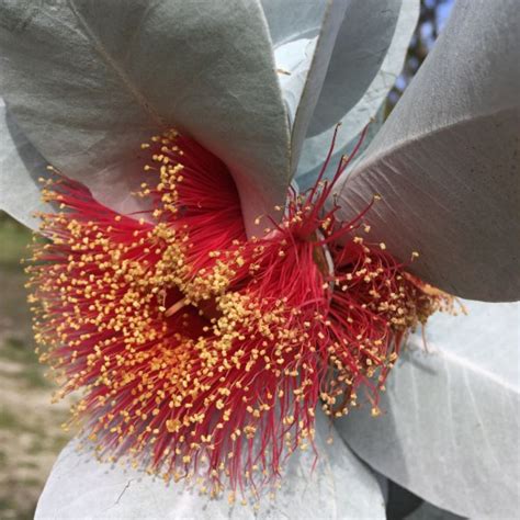 Eucalyptus Macrocarpa Spectacular Red Flowers And Gumnuts Shaman