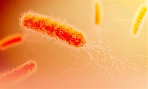 List Of Priority Pathogens Ias Exam