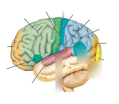 Functional Areas Of The Cerebral Cortex Diagram Quizlet