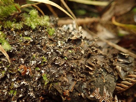 Pseudocyphellaria Fimbriatoides From Waimamaku 0473 New Zealand On
