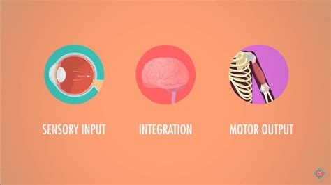 Sensory Input Integration Motor Output The Information Era Business And Economics
