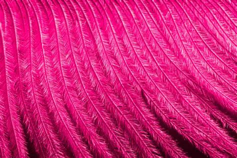 Meaning Of The Color Fuchsia And Its Symbolism 2023