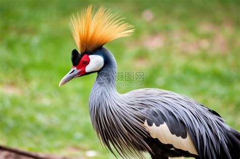 多彩的鸟类高清图片下载 正版图片600286153 摄图网