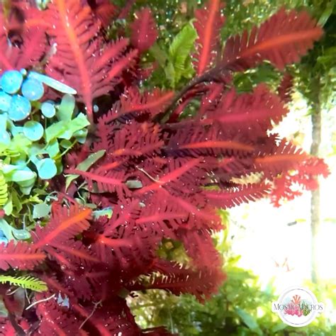 Rhodophyta Red Algae Mosaicmacros
