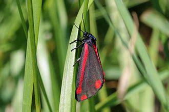 Cinnabar Moth Wikipedia