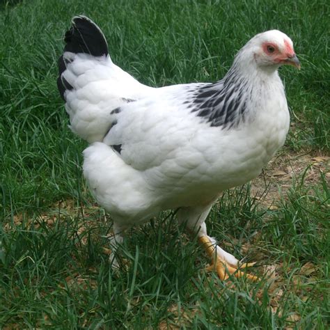 Brahma Chicken Association At Alonzo Christensen Blog