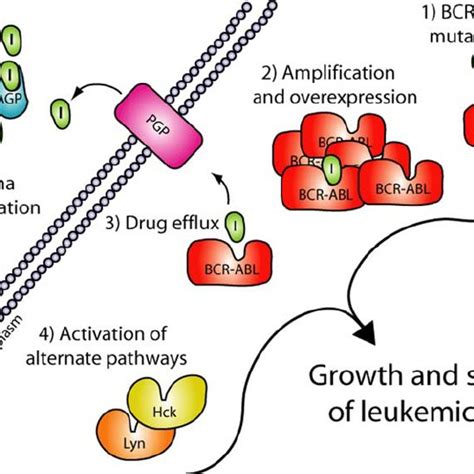 Summary Of Compounds Utilized To Target Imatinib Resistance Download Table