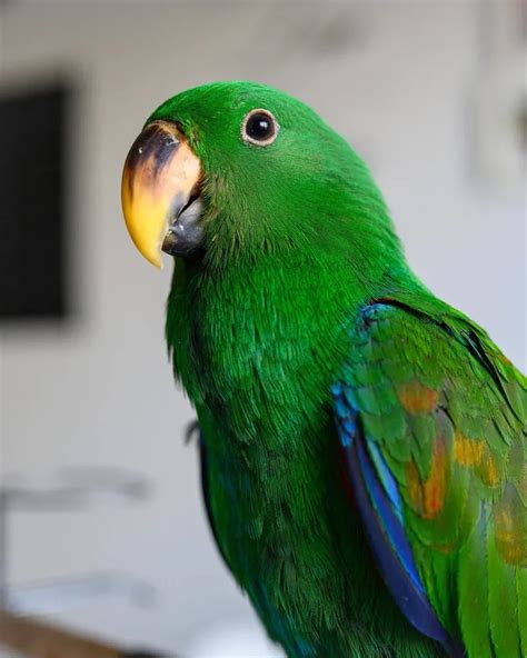 Other Parrot Species Parrot Bliss