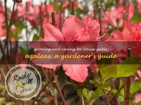 Growing And Caring For Louise Gable Azaleas A Gardeners Guide Shuncy