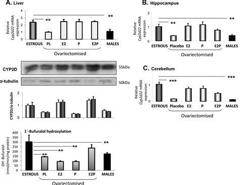 Sex Steroid Hormones Differentially Regulate CYP D In Female Wild Type And CYP D Humanized Mice