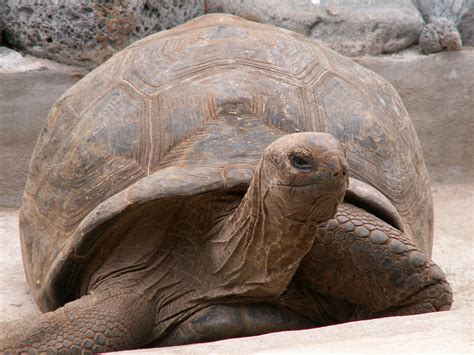 Everything You Need On Turtle Care And Tortoise Care Eating Habitat And Hibernation