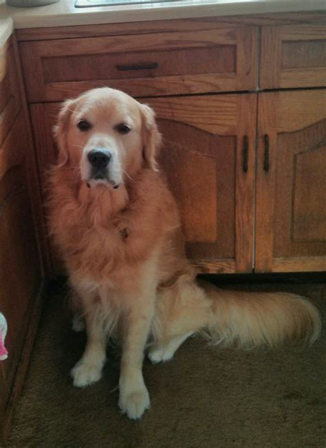 Giant Golden Retrievers Page 2
