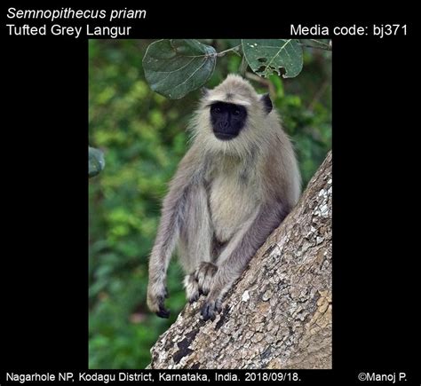Semnopithecus Priam Blyth 1844 Tufted Grey Langur Mammals