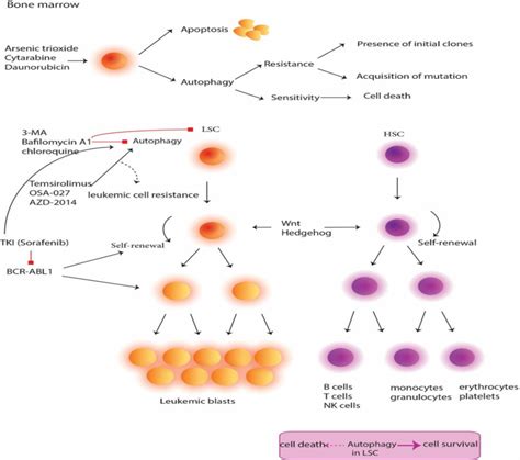 The Bone Marrow Niche Adjusts Hsc Quiescence Differentiation Download Scientific Diagram