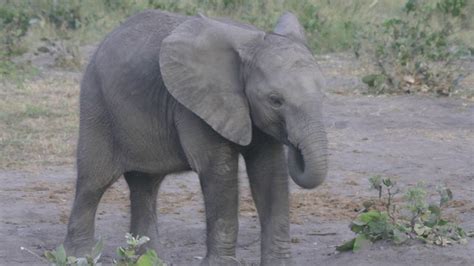 Elephantitis Youtube