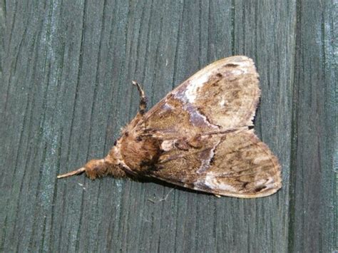 Dasychira Ocellifera · Inaturalist