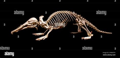 Platypus Skeleton