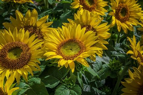 해바라기 노란 꽃 정원 Pixabay의 무료 사진 Pixabay