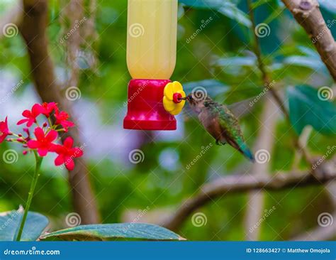 Hummingbird At A Feeding Station In A Butterfly Pavilion Stock Image