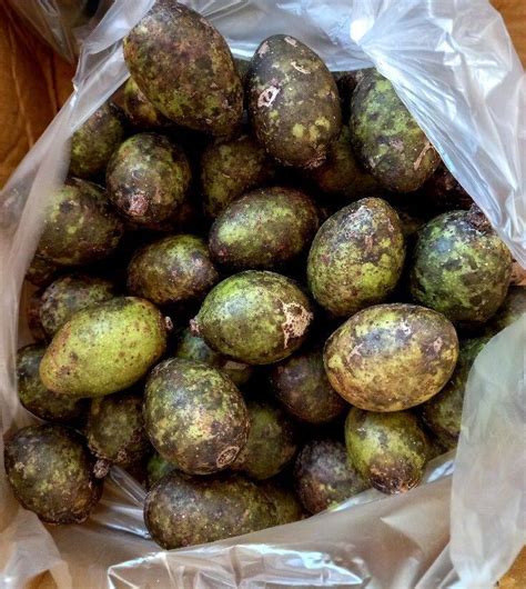 พร้อมส่ง มะกอกใส่ส้มตำ มะกอกป่า แพค 500 กรัม ได้ 14 15 ลูก มะกอกป่าออกตามฤดูกาล หอม หวาน