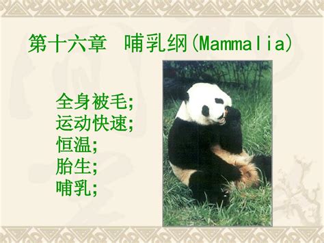 Ch16哺乳纲aword文档在线阅读与下载无忧文档