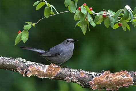 Gray Catbird Hfandg