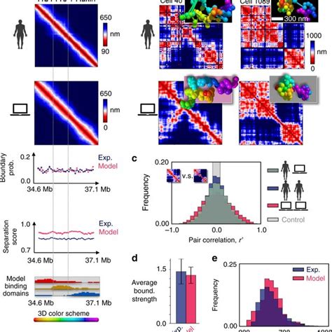 Polymer Phase Separation Explains Chromatin Structure Variability Download Scientific Diagram