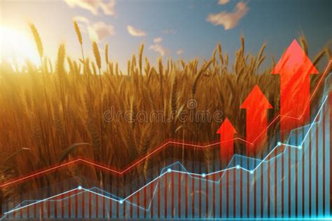 Wheat Price Increase And Diagram With Three Arrows Stock Image Image Of Harvest Farming