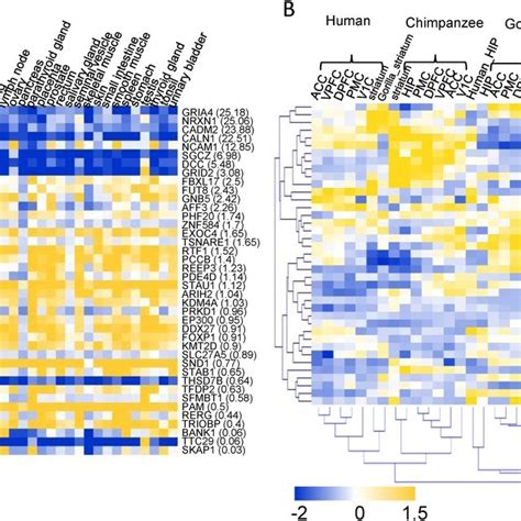 Strategy For Searching For Genes In Human Intelligence Evolution Grey Download Scientific