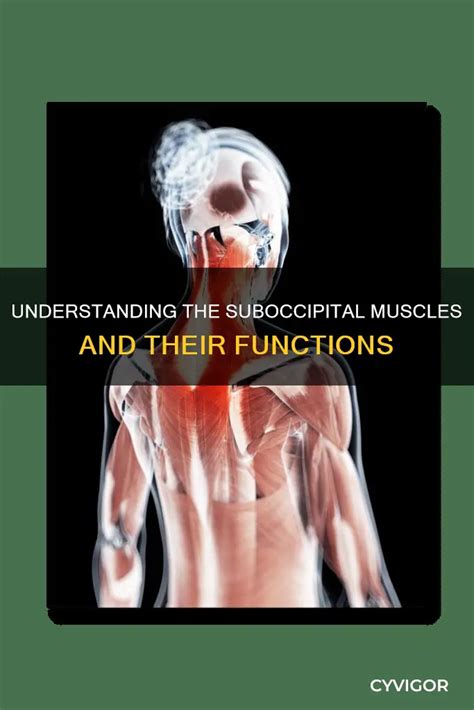 Understanding The Suboccipital Muscles And Their Functions Cyvigor