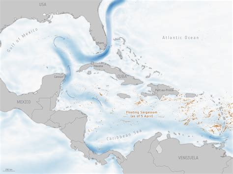 Esa Sargassum Extent In The Caribbean Sea