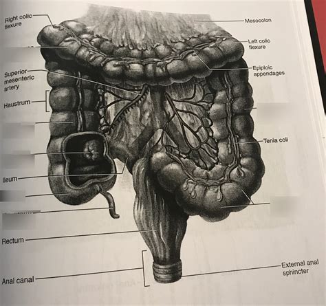 Epiploic Appendages Gross Anatomy