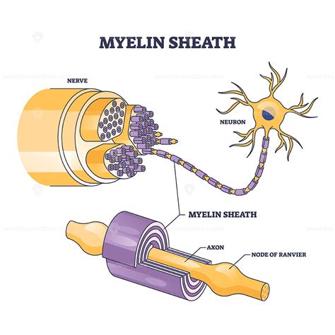 Myelin Sheath Layer For Axon Nerve With Detailed Structure Outline Diagram Vectormine