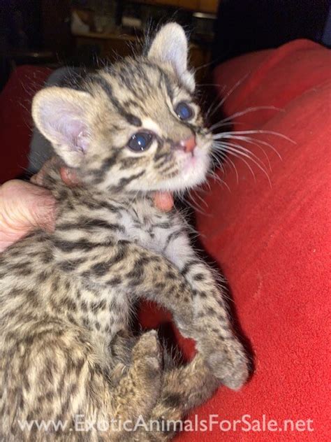 Geoffroys Kittens For Sale