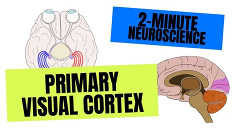Visual Cortex Location Perception Lecture Notes Cortical Visual Areas