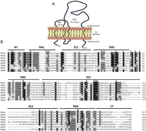 The C‐terminal Tail Of Tetraspanin Proteins Regulates Their Intracellular Distribution In The