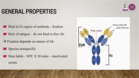 Complement System And Its Synthesis Activation Pptx Infectious Diseases Diseases And