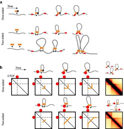 Figures And Data In Chromosome Organization By One Sided And Two Sided Loop Extrusion Elife