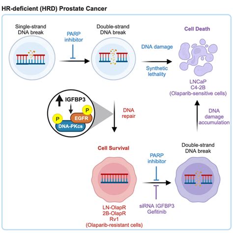 Igfbp3 Promotes Resistance To Olaparib Via Modulating Egfr Signaling In