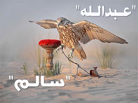 آل صديا Youtube